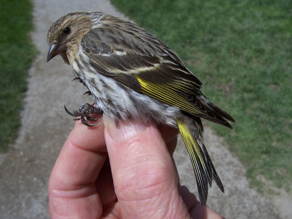 May 11th – Aging and Sexing Problems – Haldimand Bird Observatory