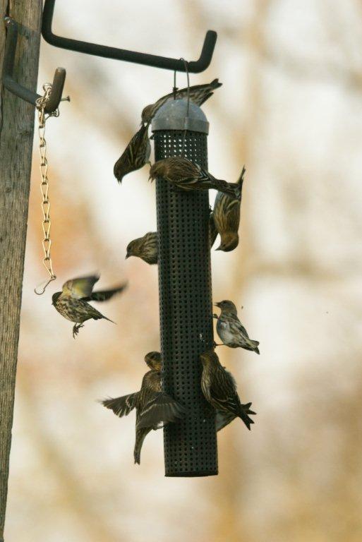 Oct26-2 – Haldimand Bird Observatory