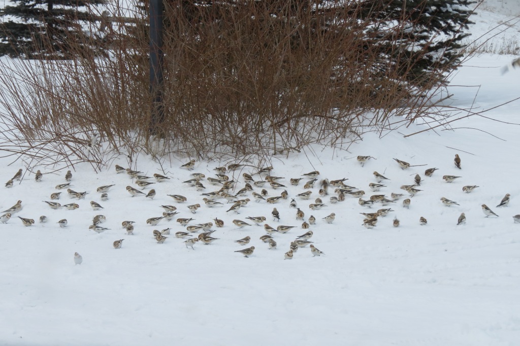 January 19th – Cross-country (Snow Bunting) Check-up – Haldimand Bird ...