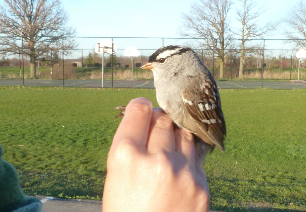 May 6th – A Strange Turn Of Events – Haldimand Bird Observatory