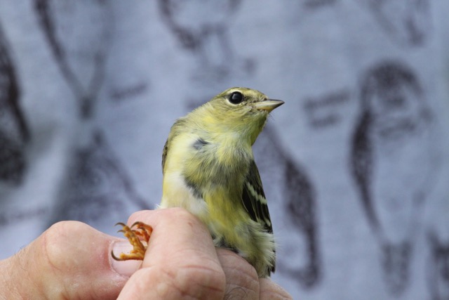 sept-23-kp-2 | Haldimand Bird Observatory