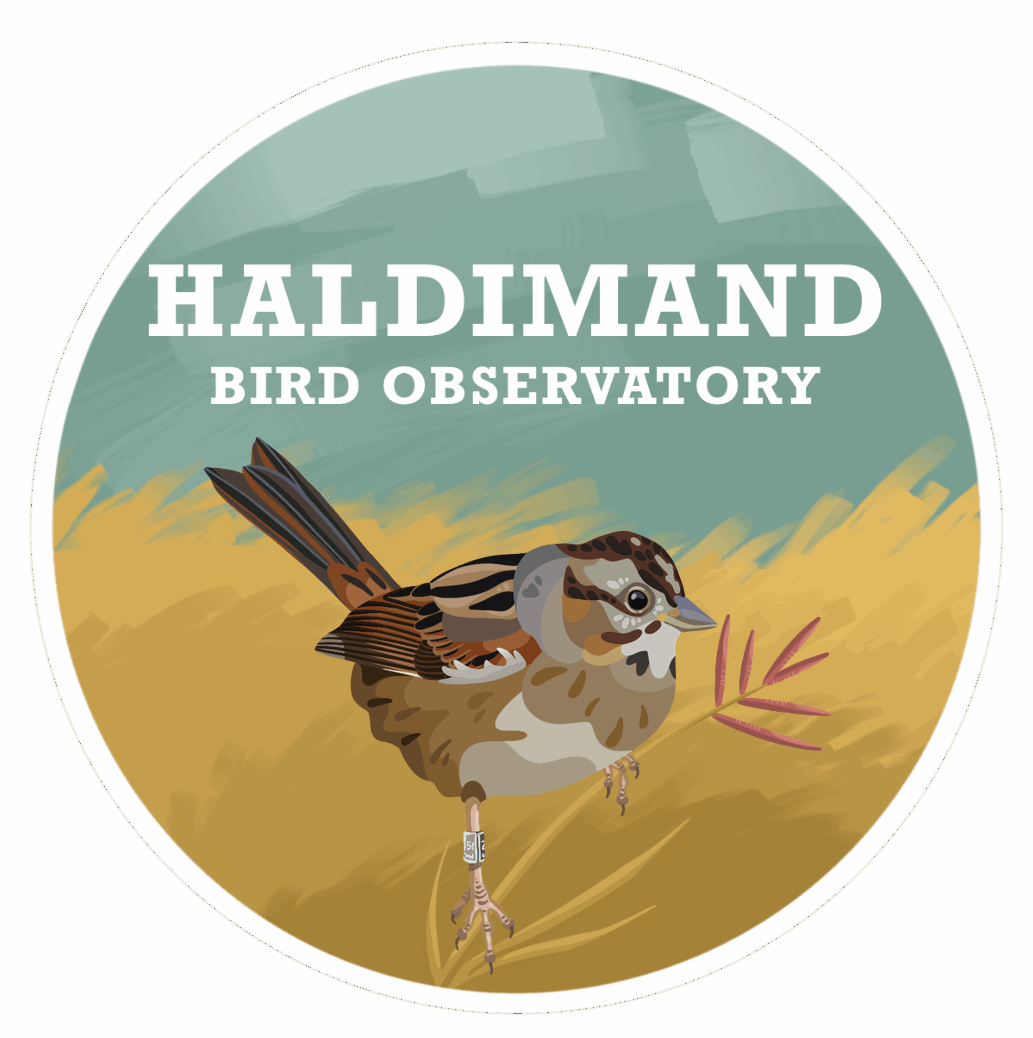 Blog – Haldimand Bird Observatory